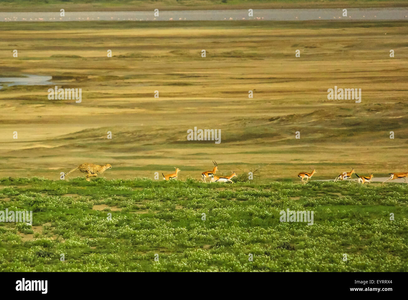 Springbok and cheetah hi-res stock photography and images - Alamy