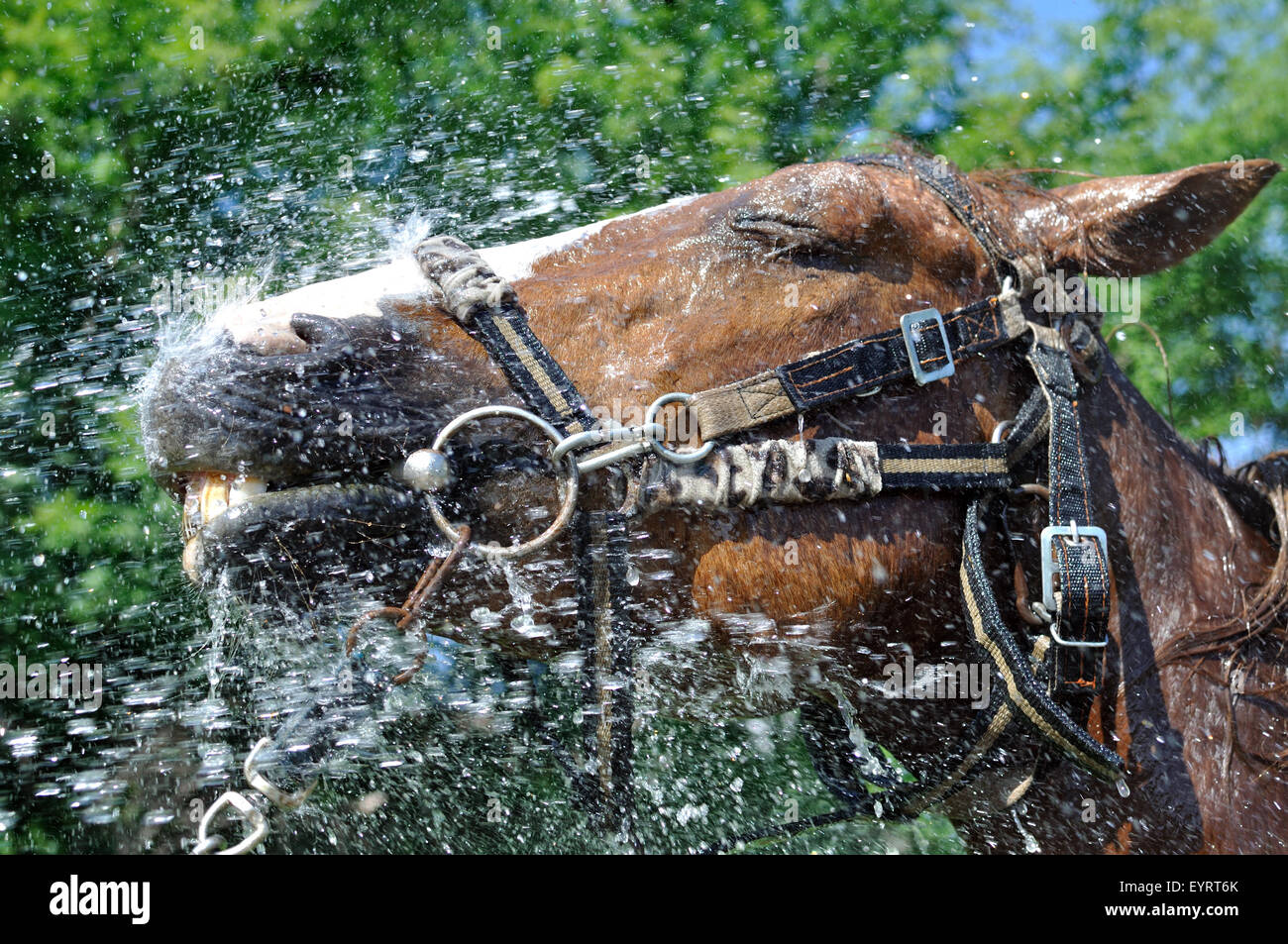 Hot weather horse hi-res stock photography and images - Alamy