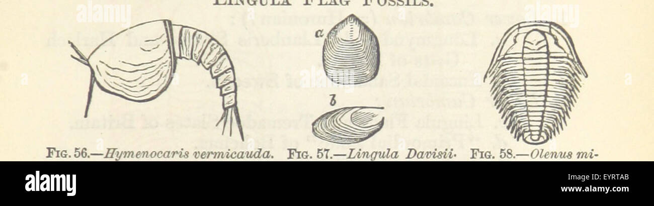 This image from the 'Text Book of Geology' likely illustrates ...