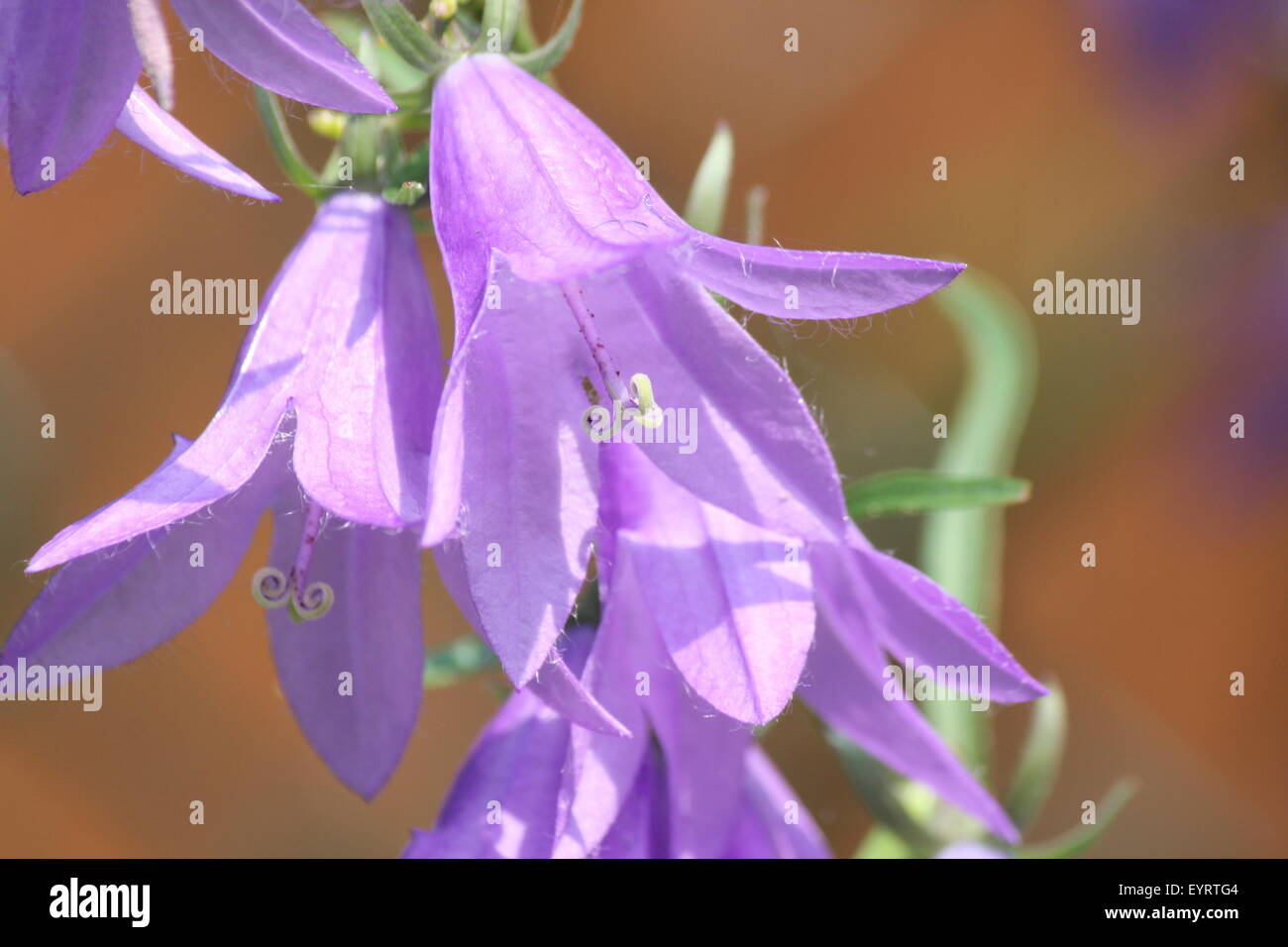 Creeping Bellflower (Campanula rapunculoides), pretty purple-violet ...