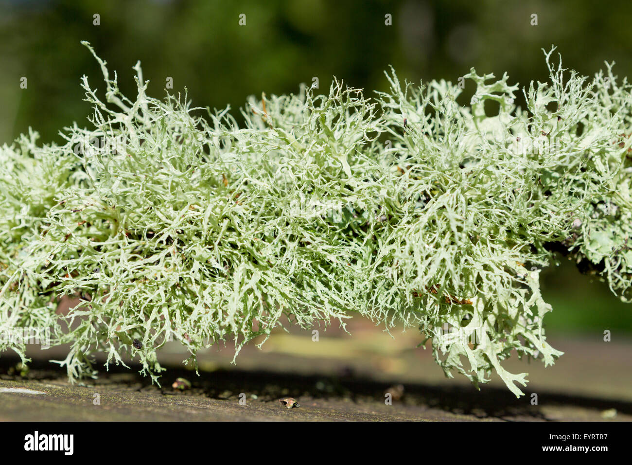 fruticose lichen Stock Photo - Alamy fruticose lichen Stock Photo - Alamy