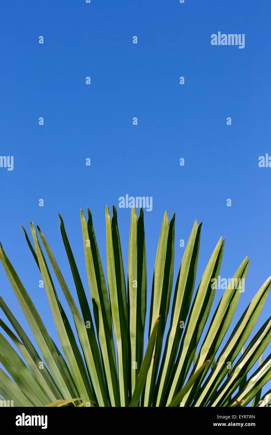 Palm Trees Tumblr Horizontal