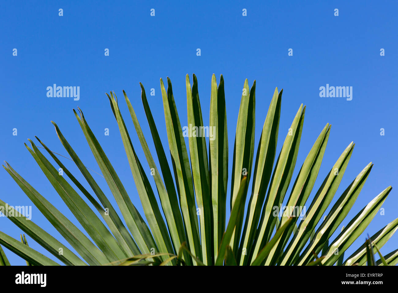 Palm leaves outline hi-res stock photography and images - Alamy