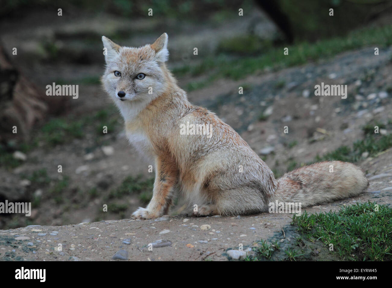 Corsac fox, Vulpes corsac Stock Photo - Alamy