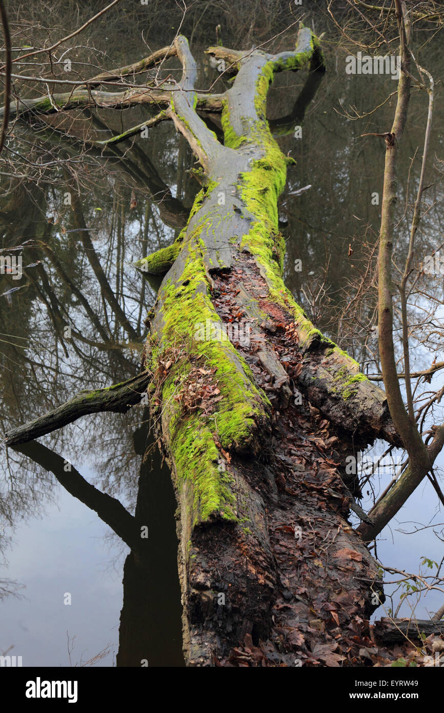 Old tree lies at water Stock Photo - Alamy
