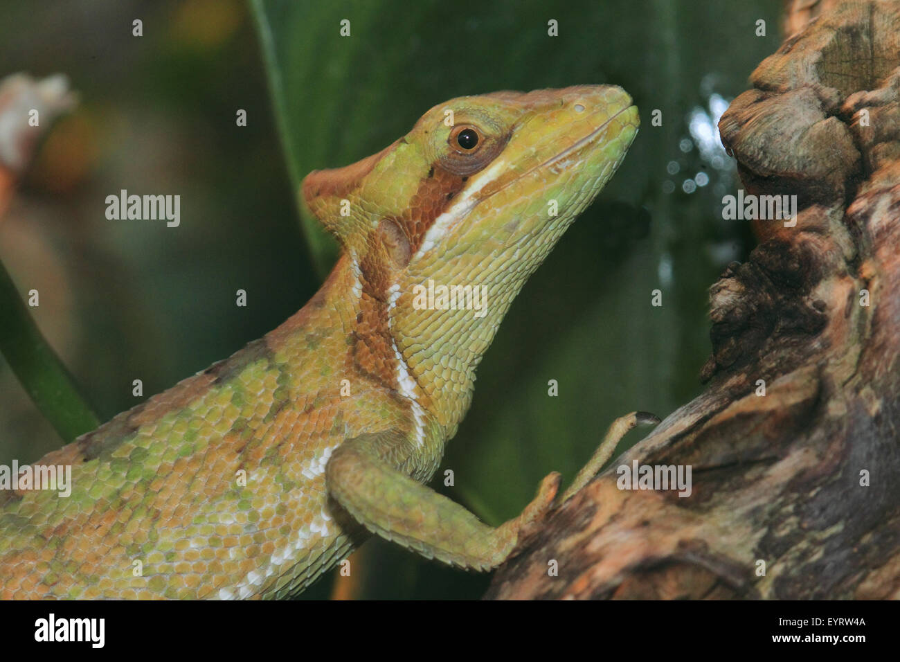 Crown basilisk, Laemanctus longipes Stock Photo - Alamy