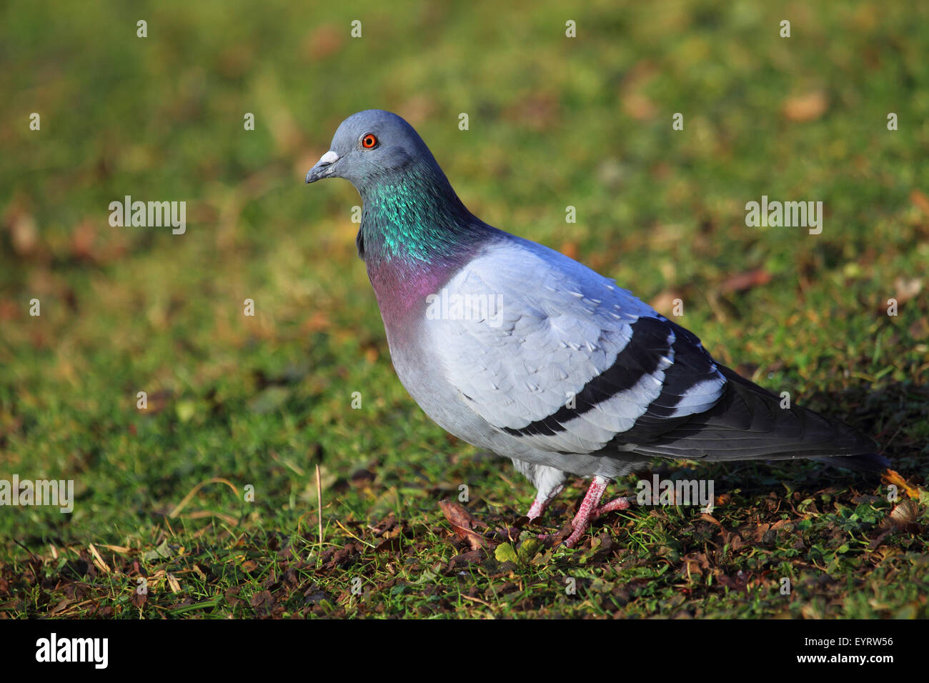 domestic pigeon, Columba livia Stock Photo - Alamy