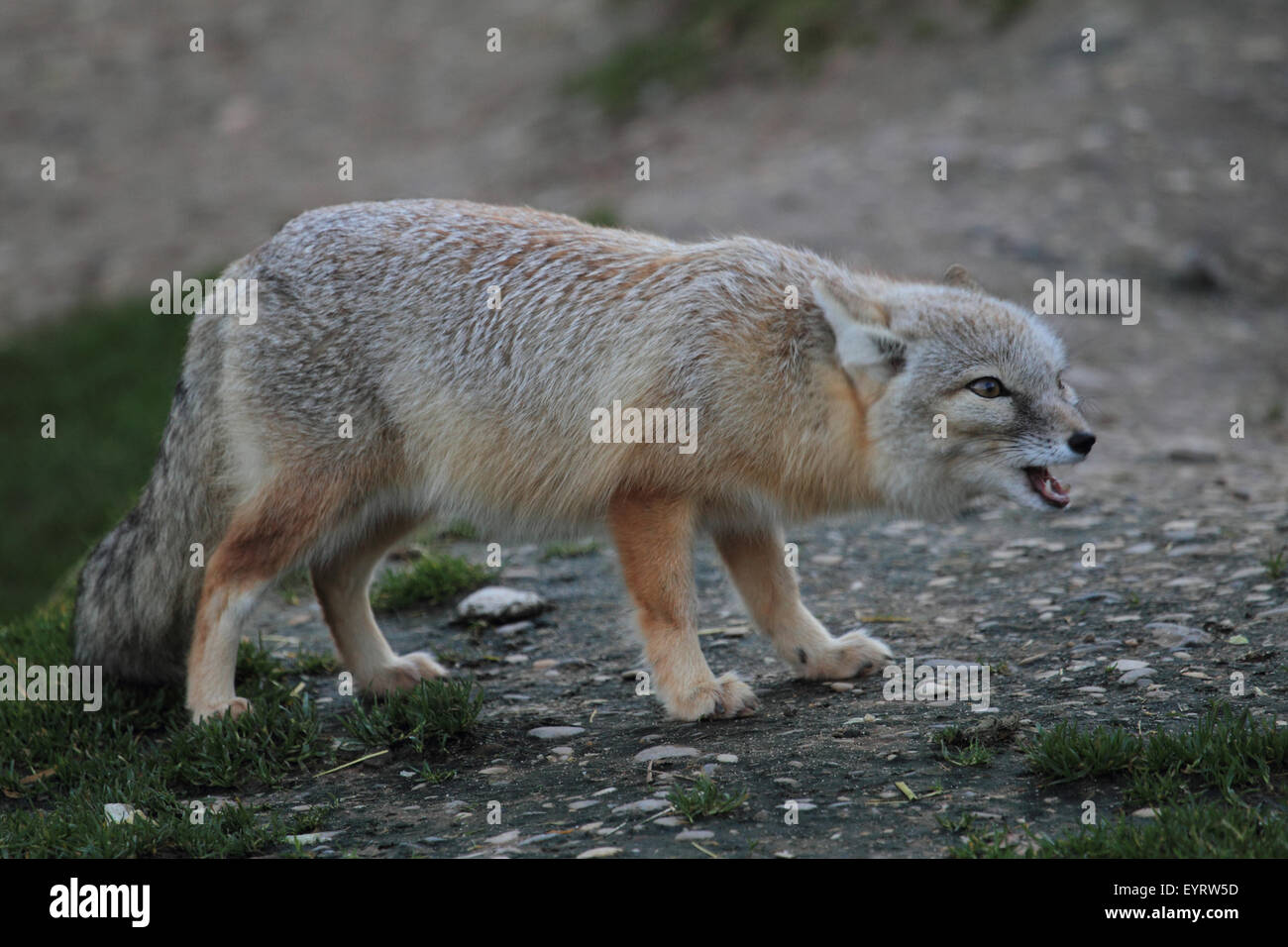 corsac fox Vulpes corsac Stock Photo - Alamy