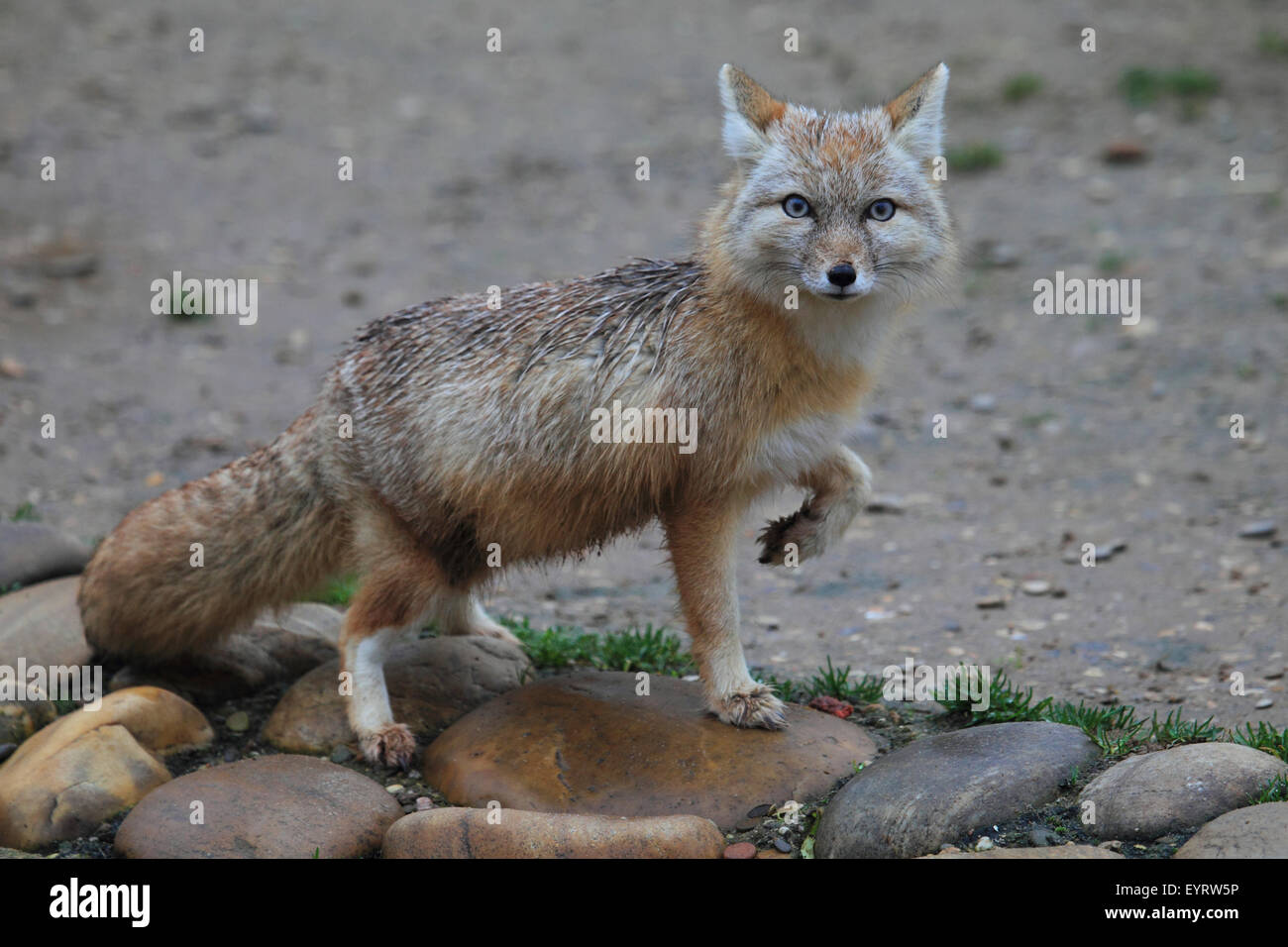 corsac fox, Vulpes corsac Stock Photo - Alamy