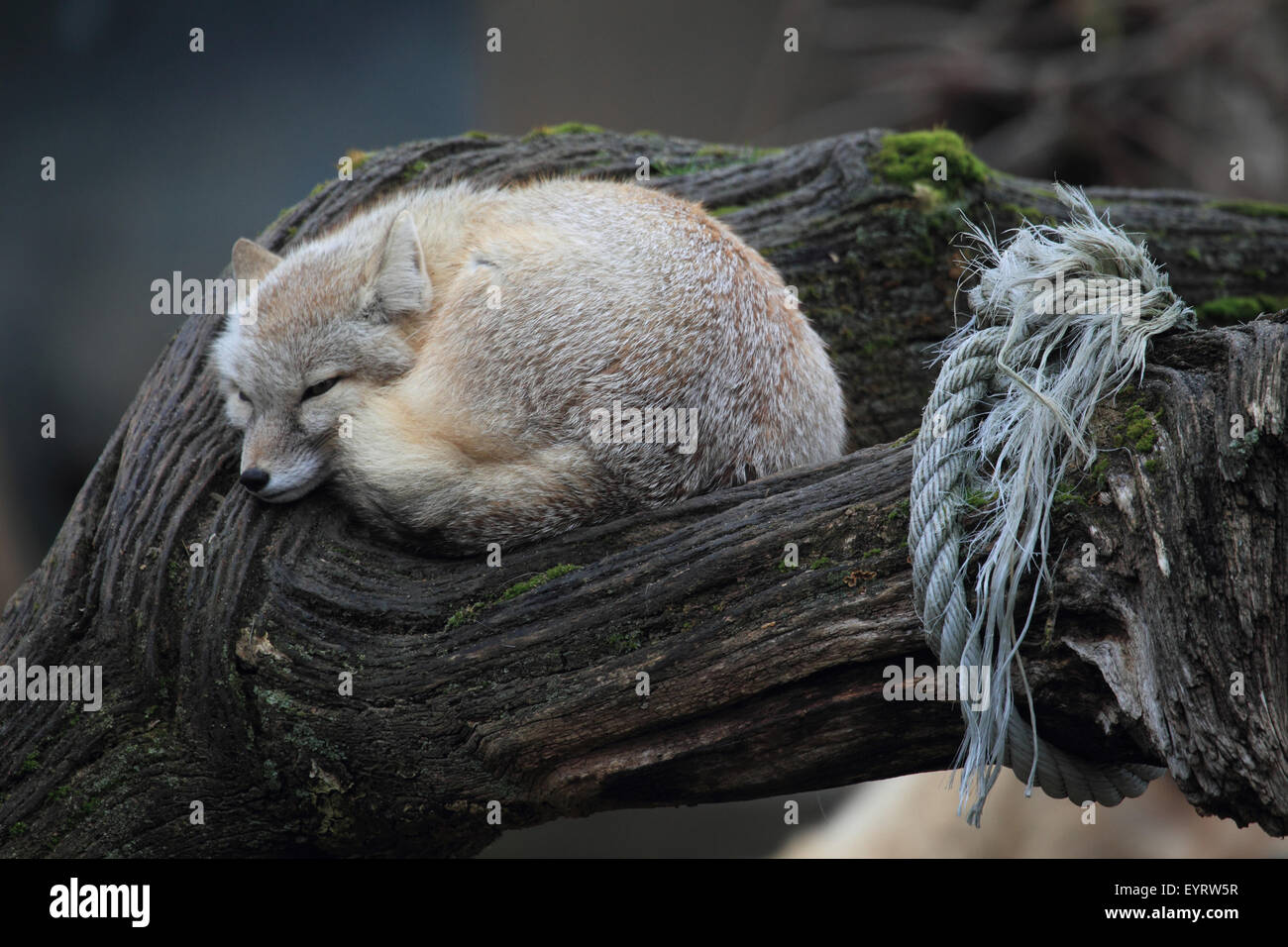 corsac fox, Vulpes corsac Stock Photo - Alamy
