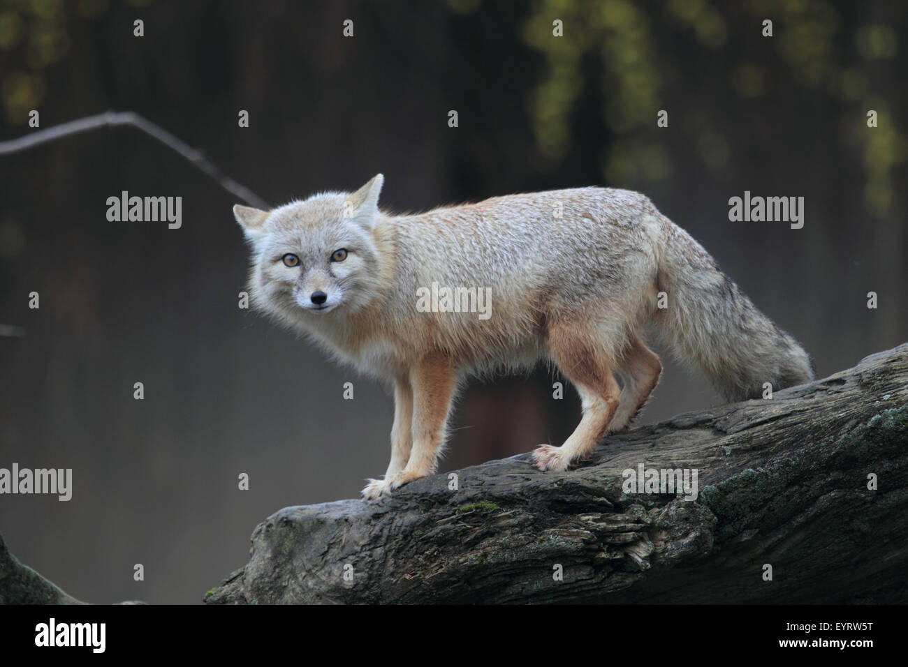 corsac fox, Vulpes corsac Stock Photo - Alamy