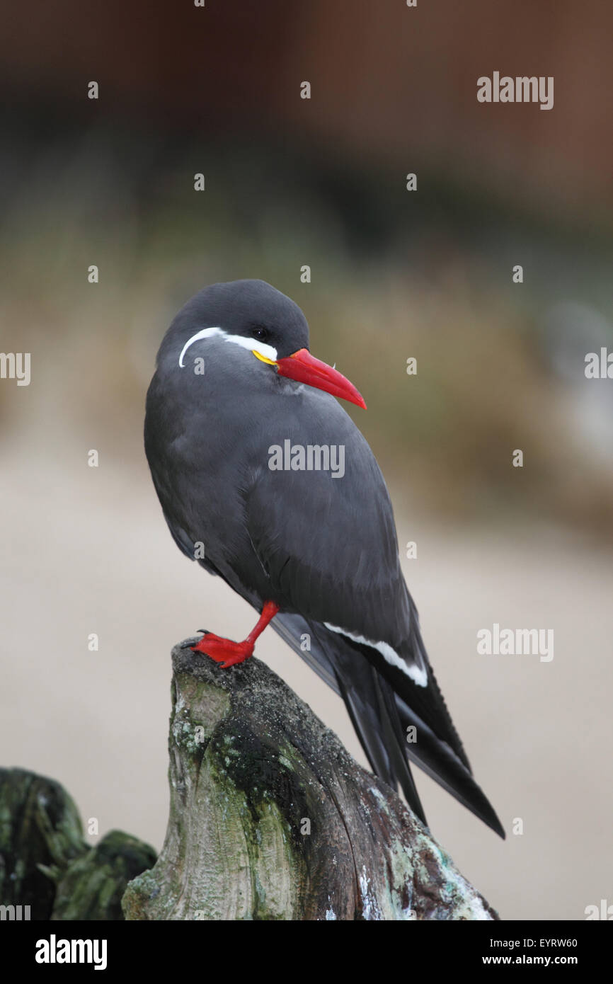 Inca tern Larosterna inca Stock Photo - Alamy
