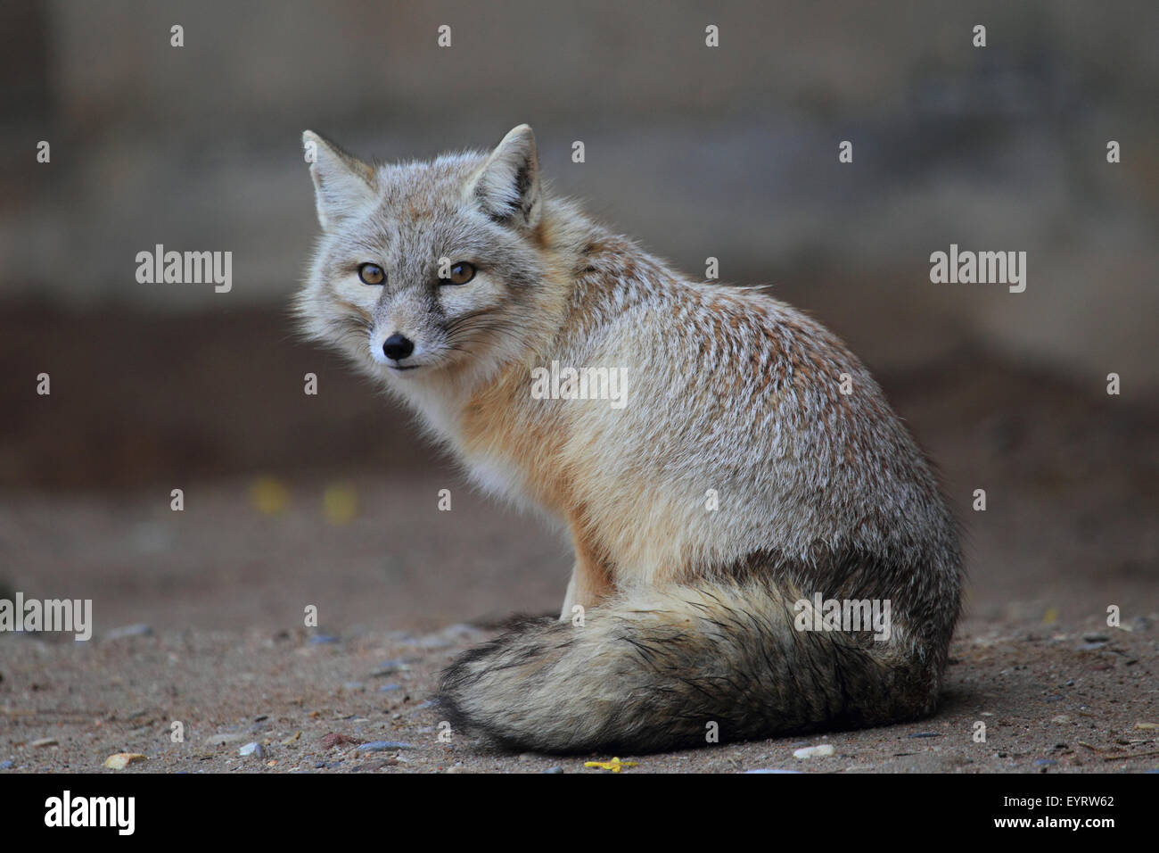 corsac fox, Vulpes corsac Stock Photo - Alamy