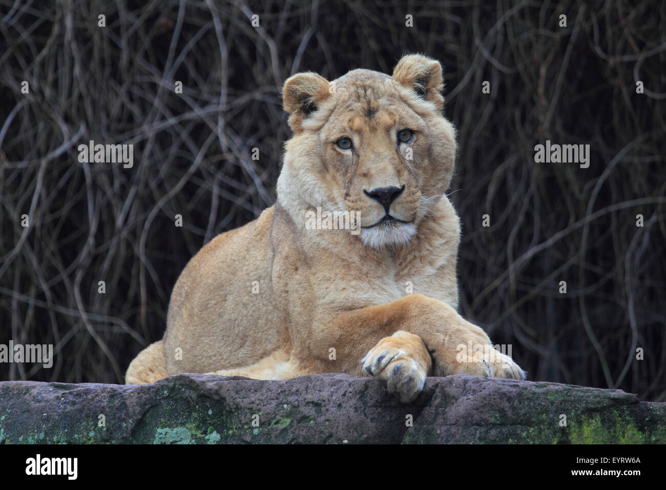 Indian lion hi-res stock photography and images - Alamy
