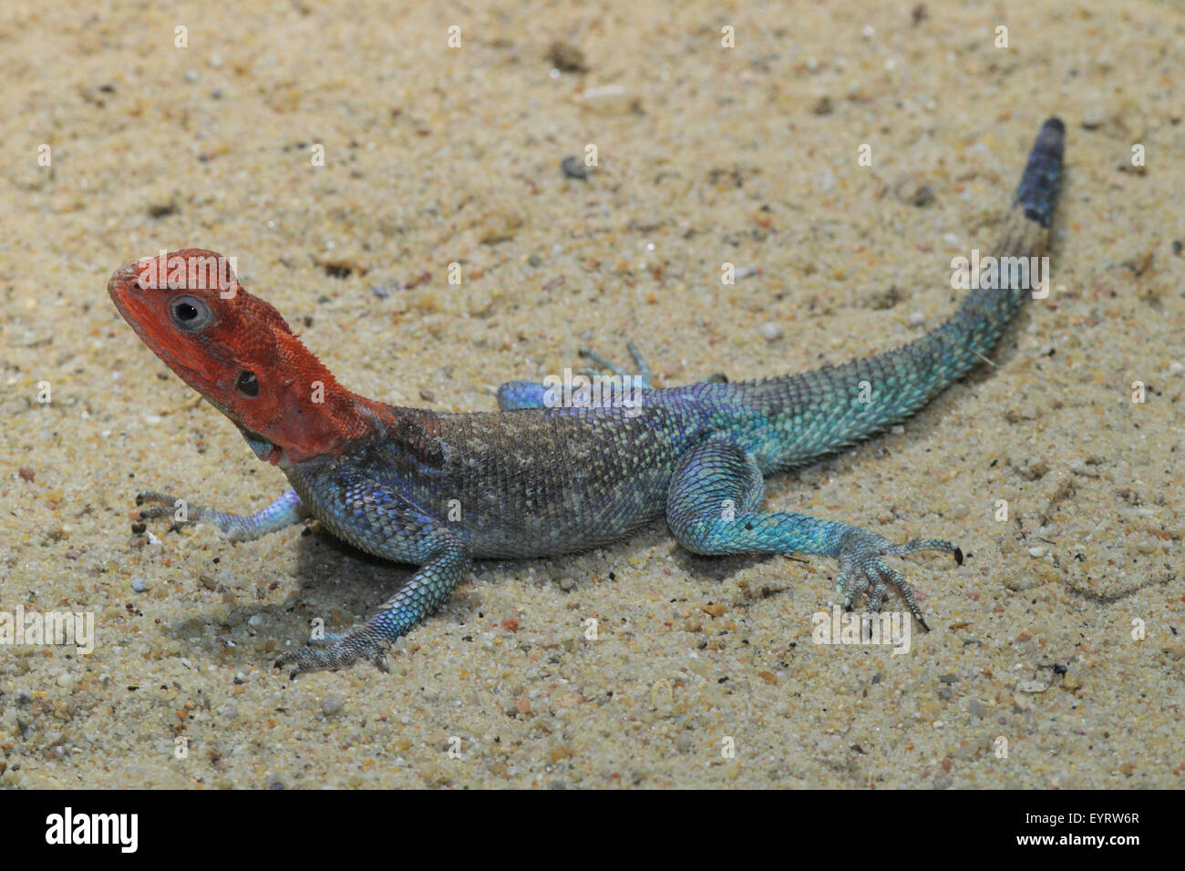Agama male reptiles hi-res stock photography and images - Alamy