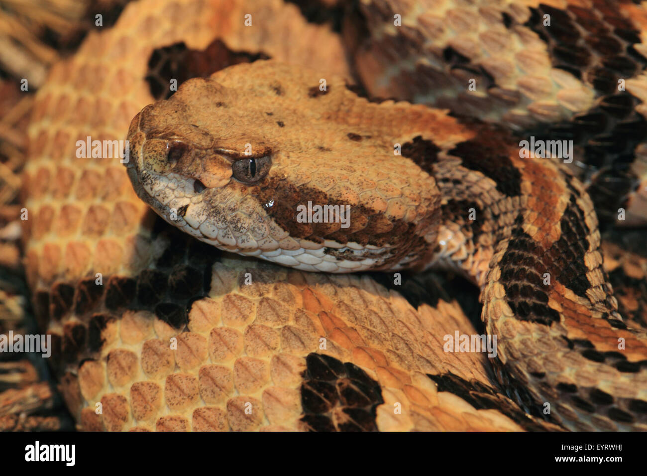 Bitis hi-res stock photography and images - Alamy