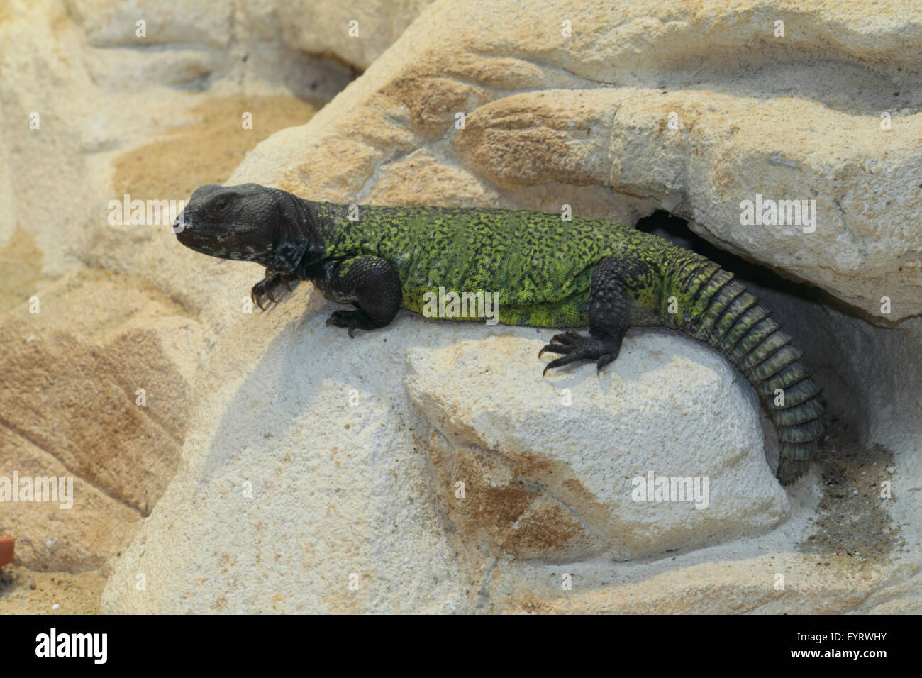 African thorn tail agama, Uromastyx acanthinura Stock Photo - Alamy