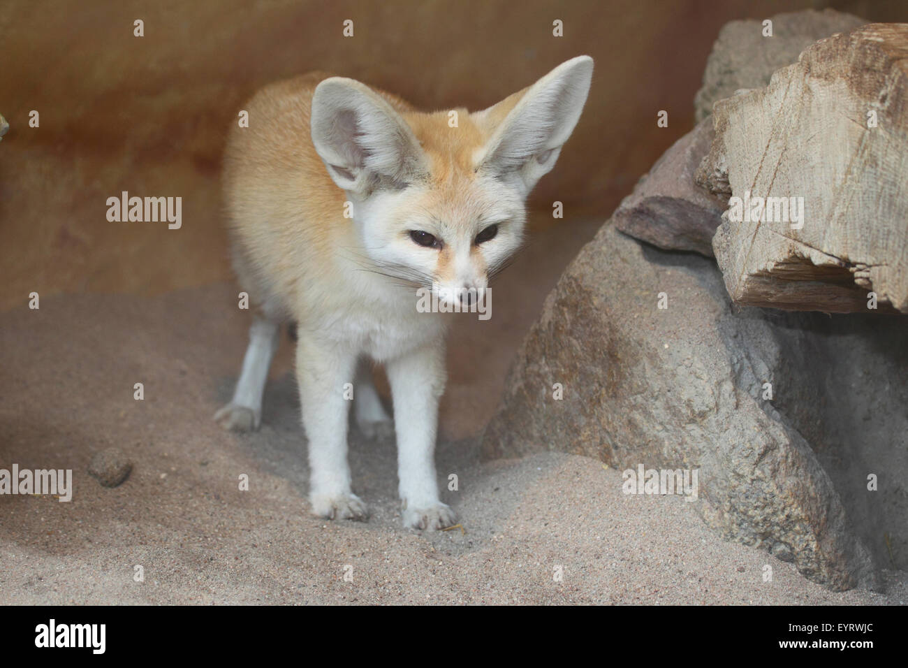 The desert fox hi-res stock photography and images - Alamy