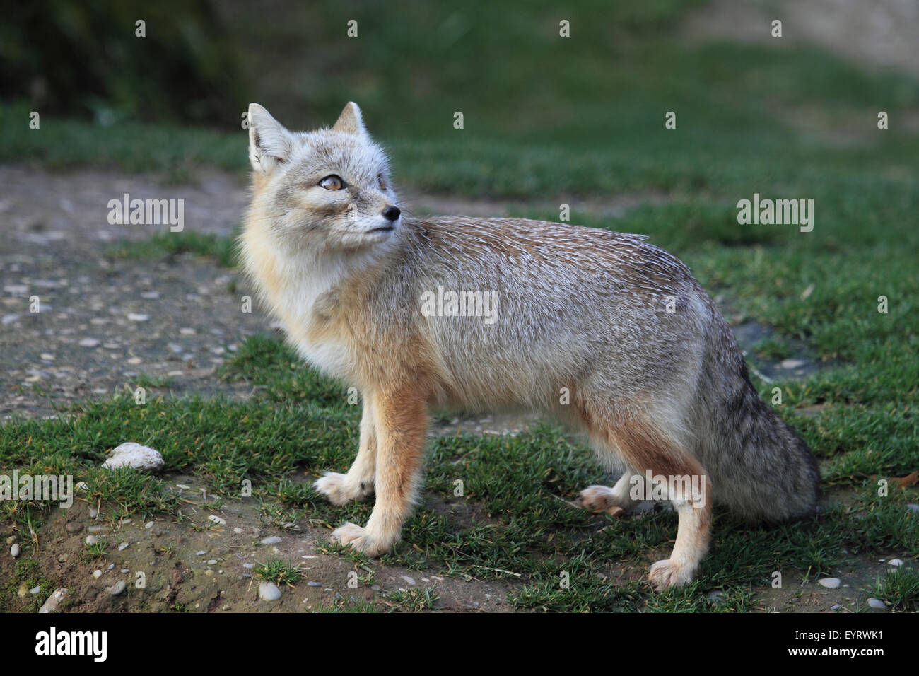 corsac fox, Vulpes corsac Stock Photo - Alamy