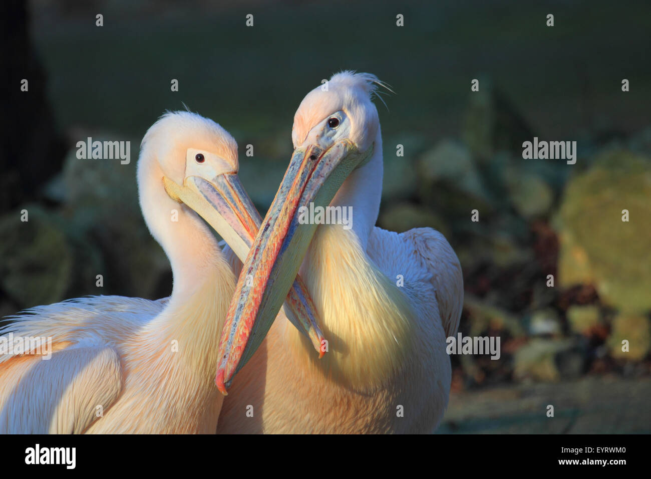 Rose's pelicans, Pelecanus onocrotalus Stock Photo - Alamy