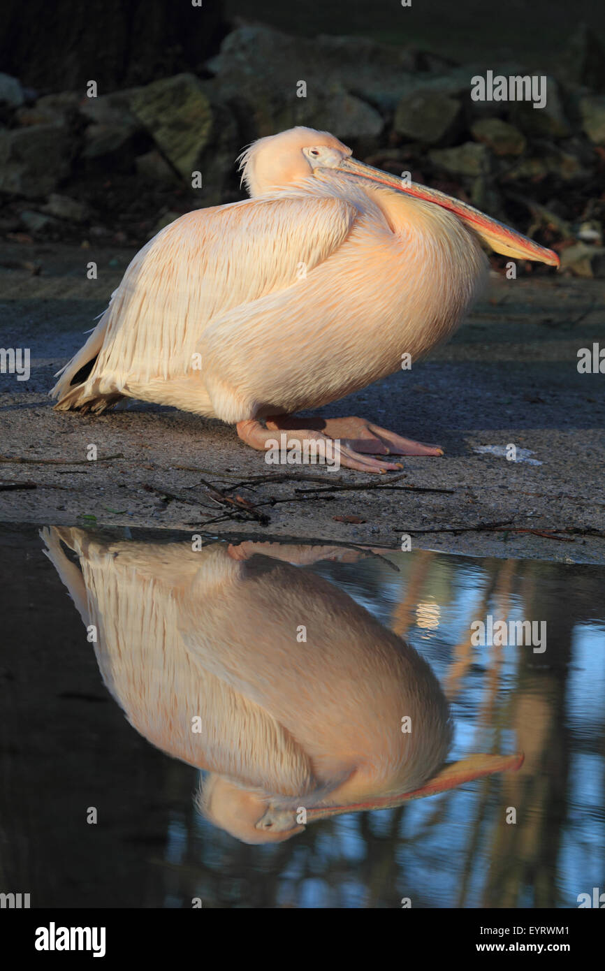 Rose's pelican, Pelecanus onocrotalus Stock Photo - Alamy