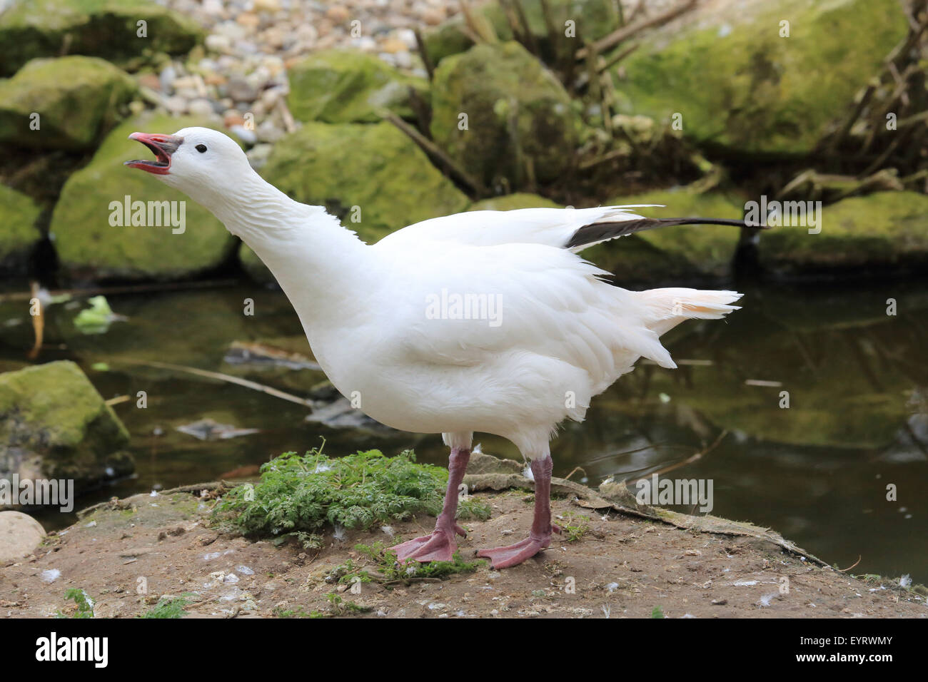 Midget snow goose, Anser rossi Stock Photo - Alamy