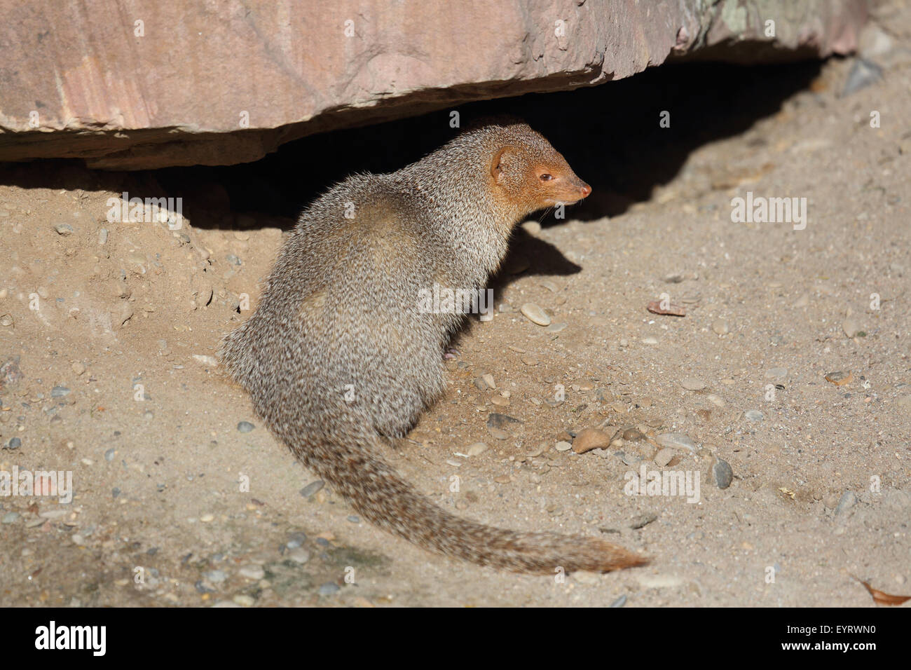 Indian mongoose, Herpestes edwardsii Stock Photo - Alamy