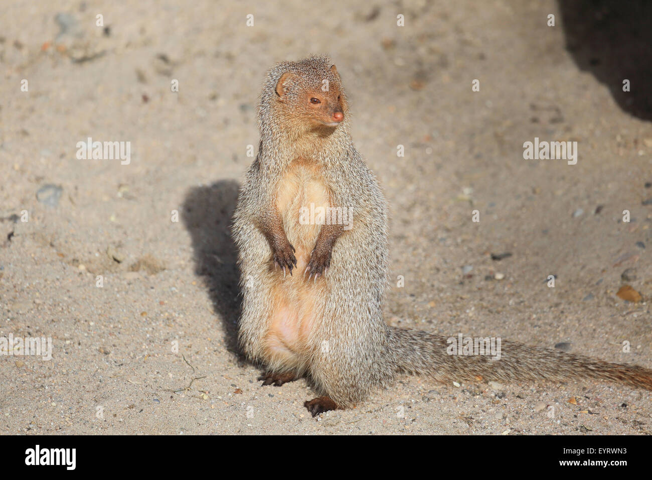 Herpestes hi-res stock photography and images - Alamy