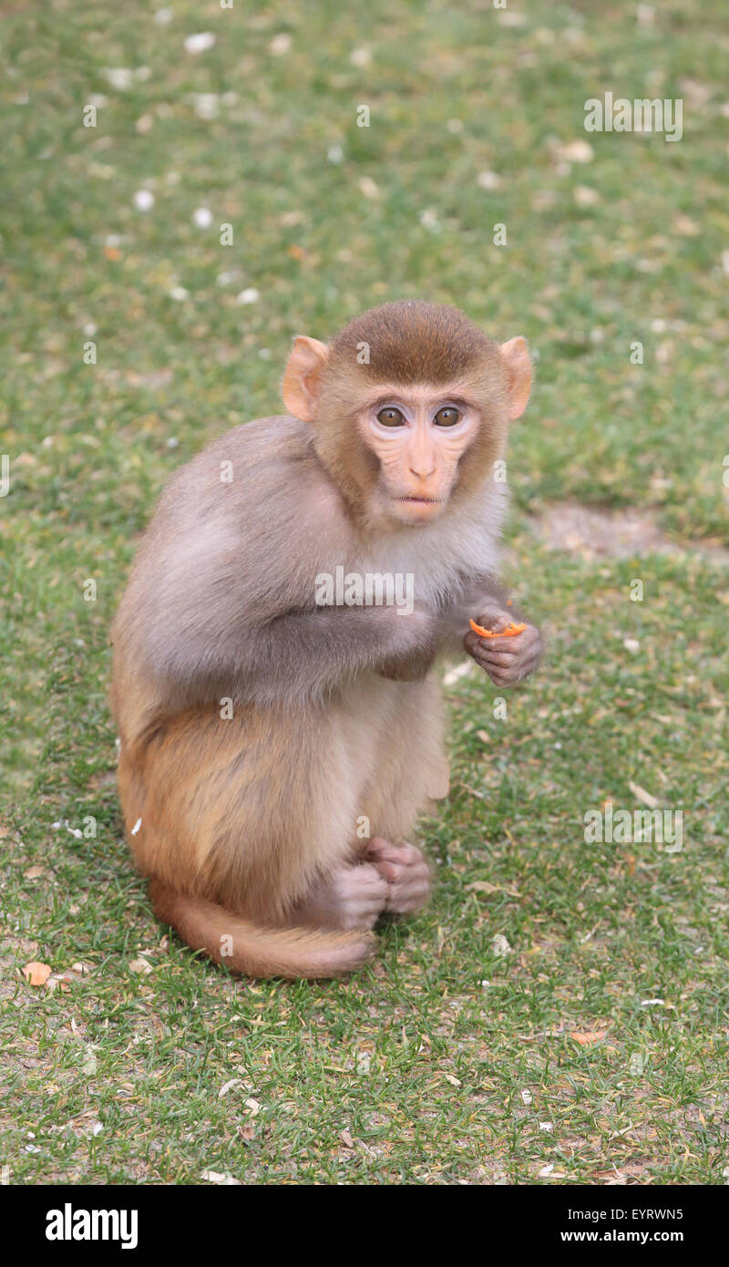Rhesusaffe macaca mulatta hi-res stock photography and images - Alamy