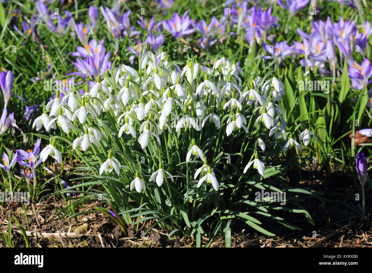 Little bells hi-res stock photography and images - Alamy