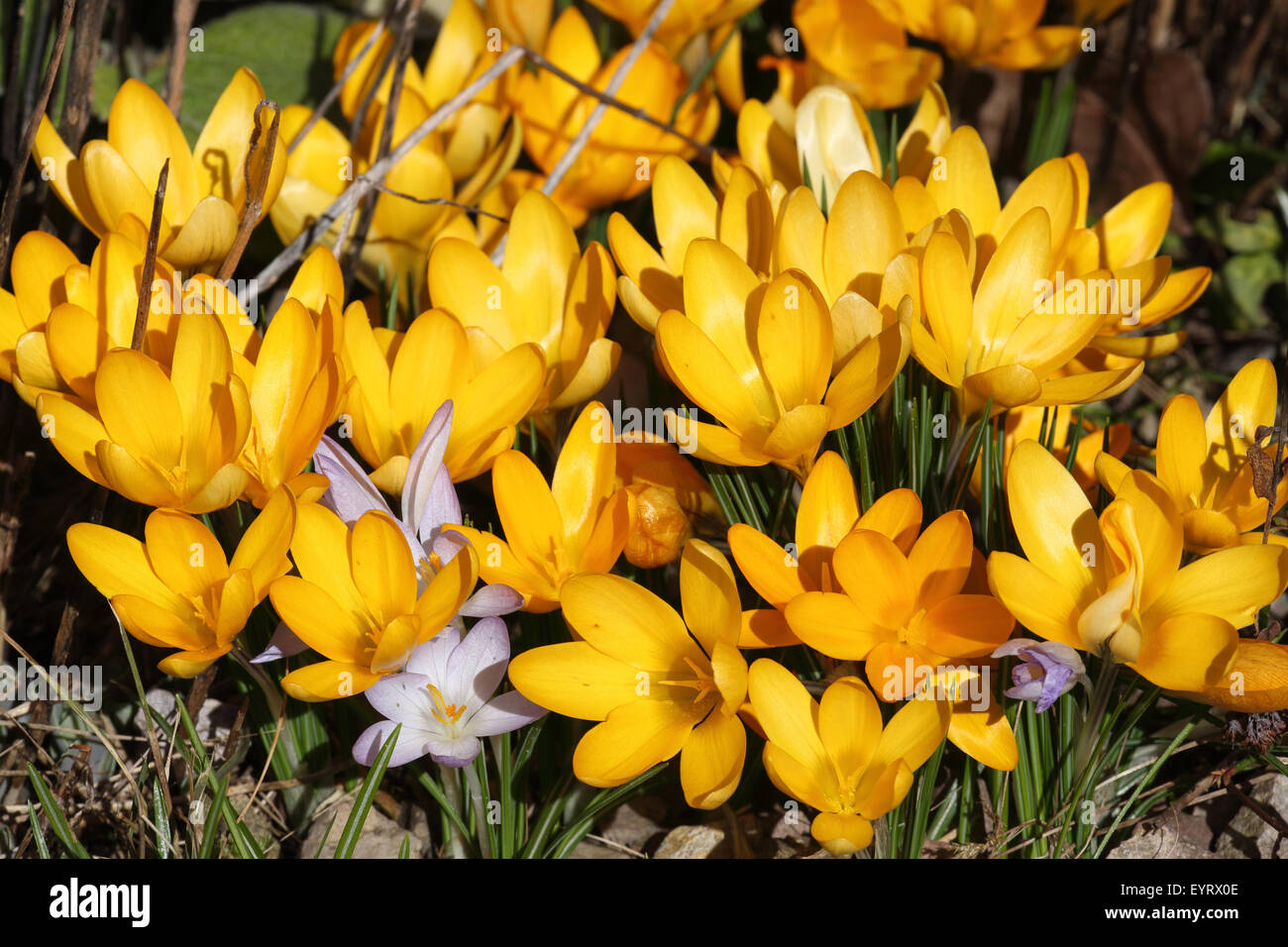 Yellow crocus, Crodus chrysanthus Stock Photo - Alamy