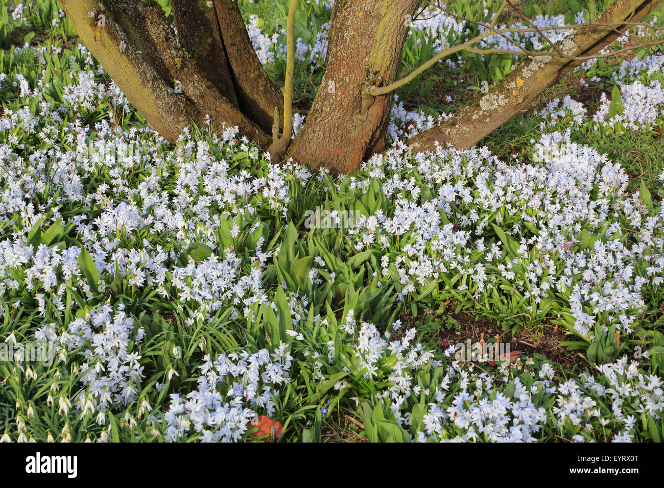 Blue starlets, Scilla mischtschenkoana Stock Photo - Alamy