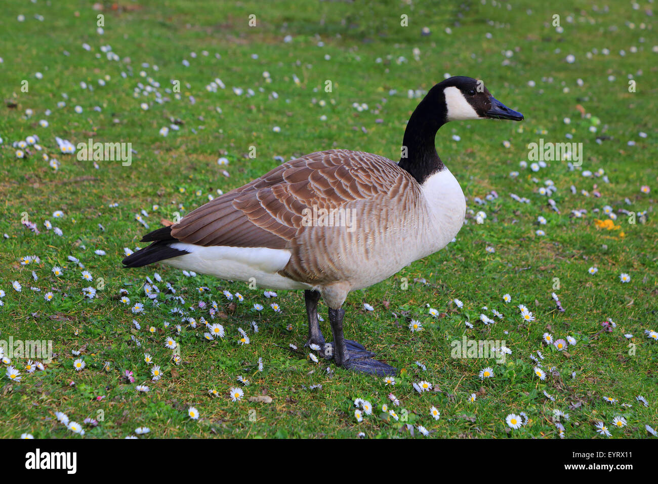 Canada goose, Branta canadensis Stock Photo - Alamy