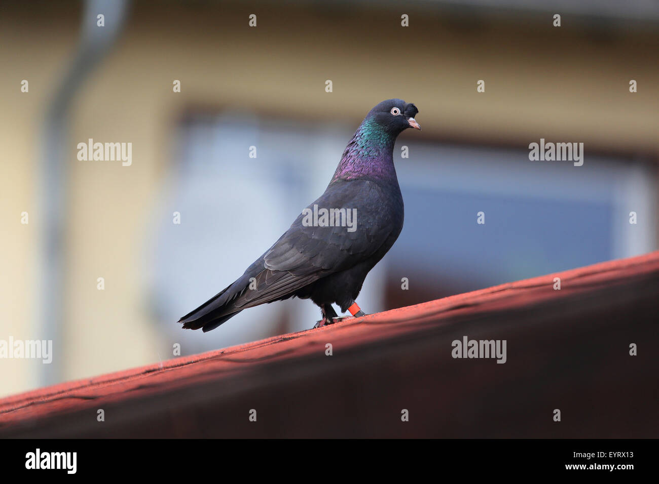 Homing pigeon hi-res stock photography and images - Alamy