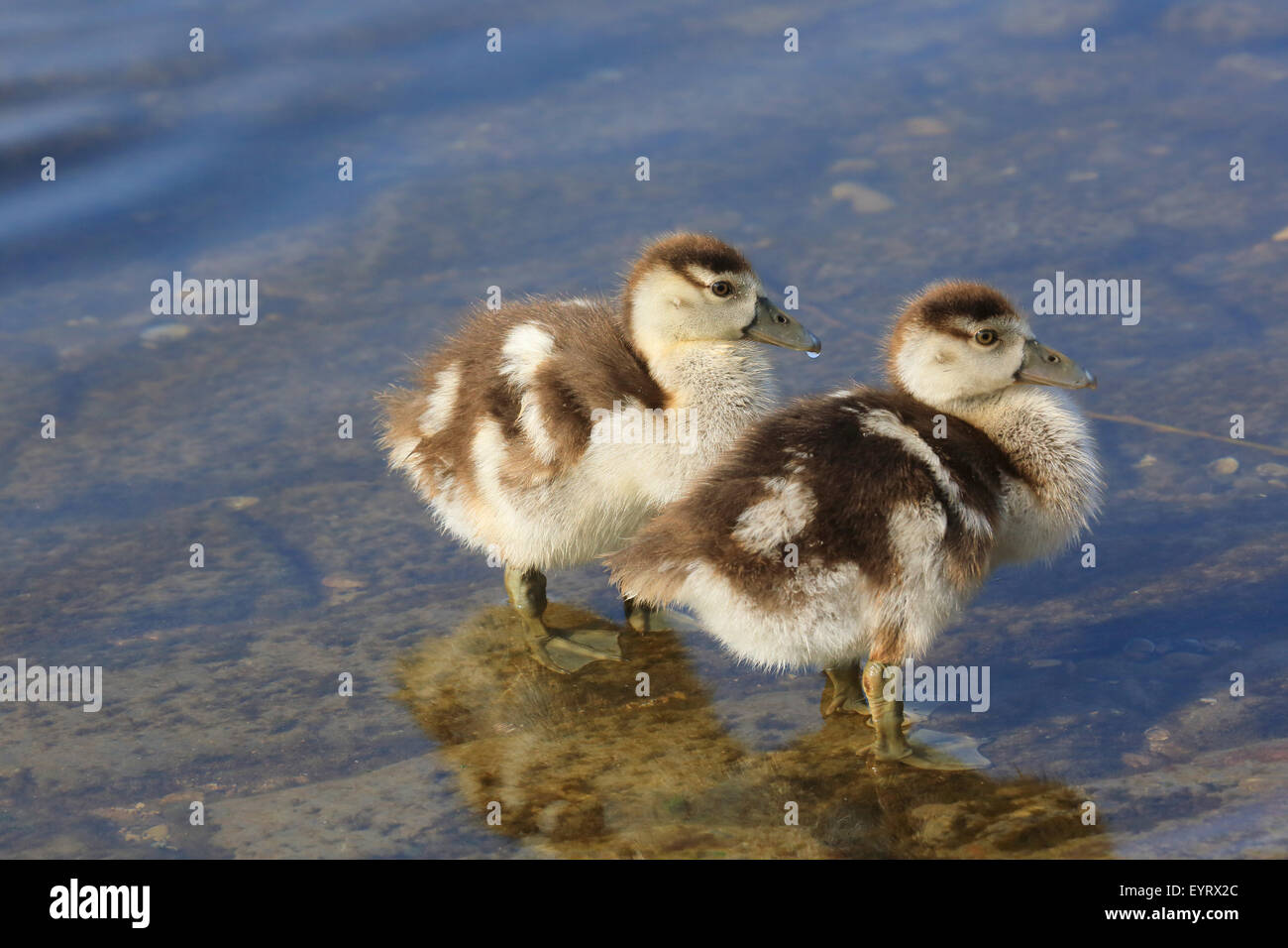 Nile geese with young animals hi-res stock photography and images - Alamy