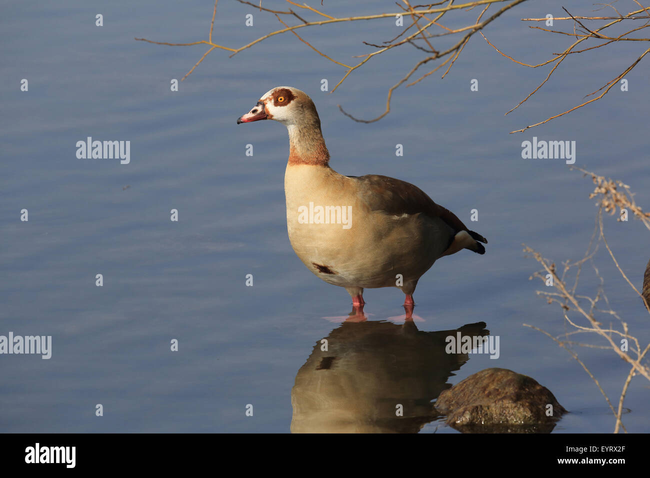 Nile goose Alopochen aegyptiacus Stock Photo - Alamy