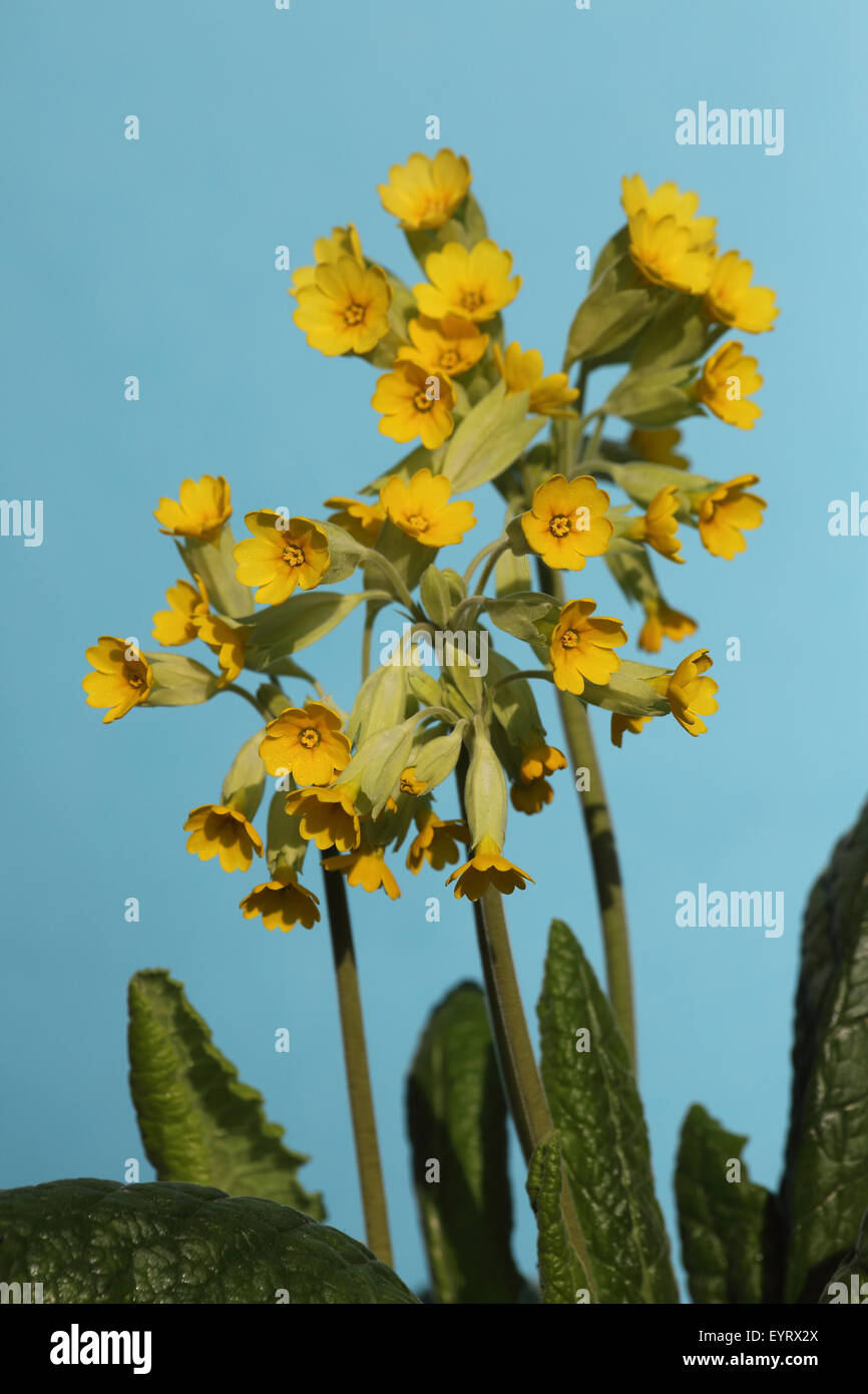 Real primrose, Primula veris Stock Photo - Alamy