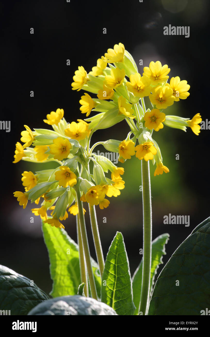 Real primrose, Primula veris Stock Photo - Alamy