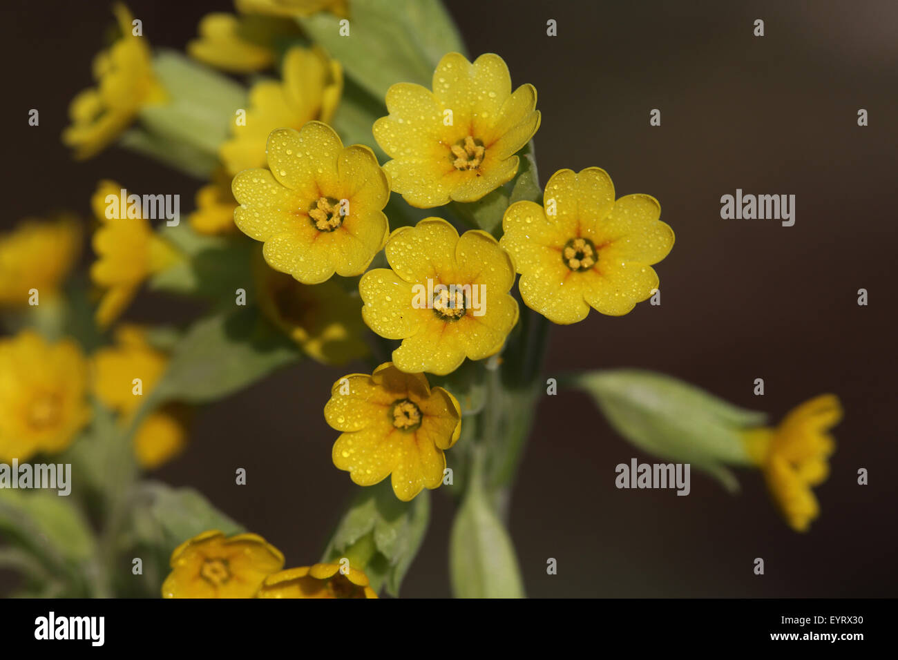 Real primrose, Primula veris Stock Photo - Alamy