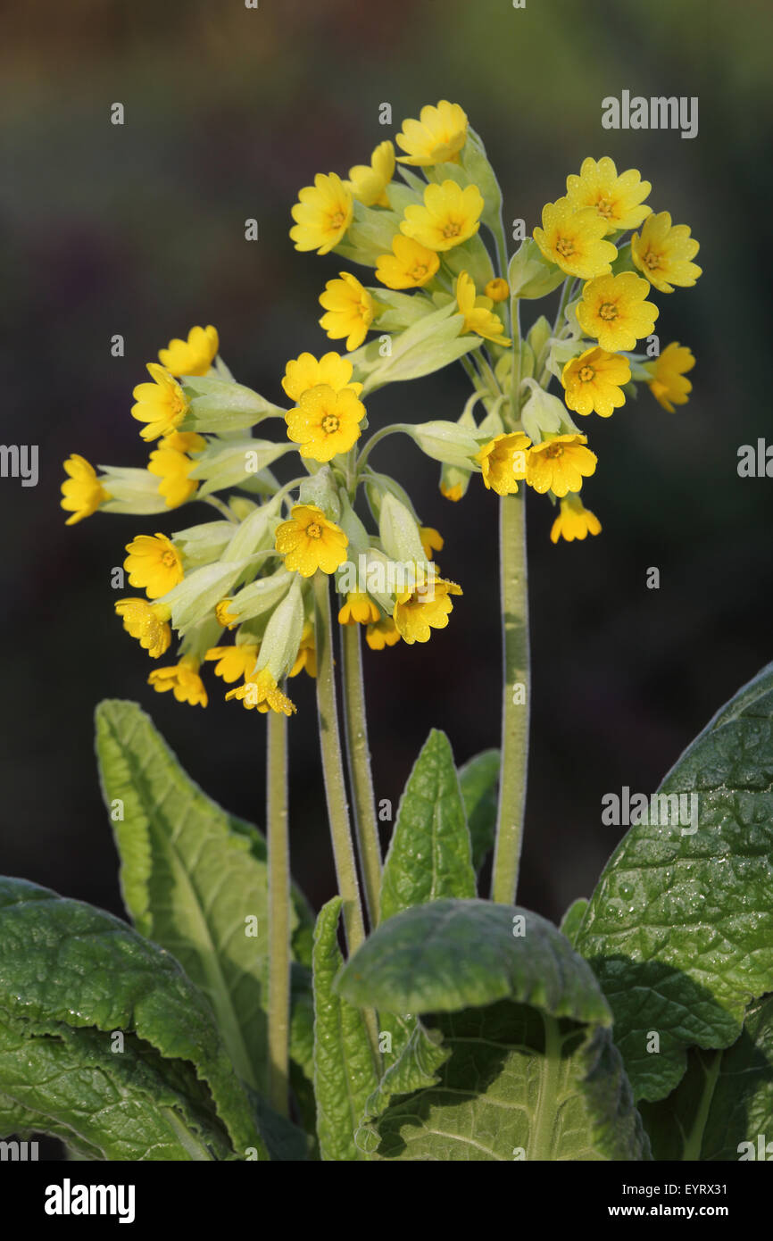 Real primrose, Primula veris Stock Photo - Alamy