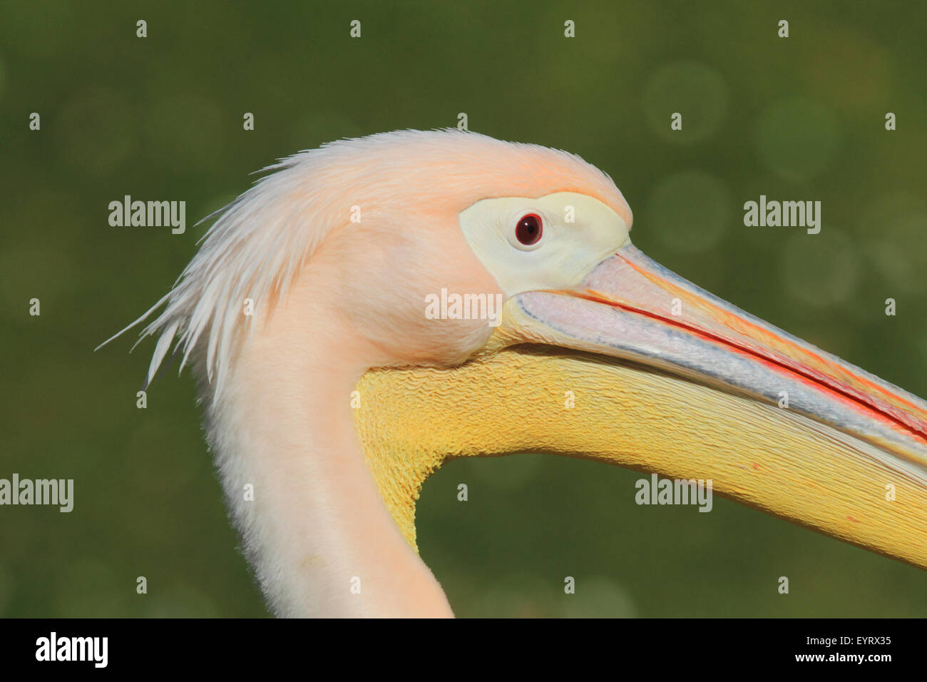 Rose's pelican, Pelecanus onocrotalus Stock Photo - Alamy