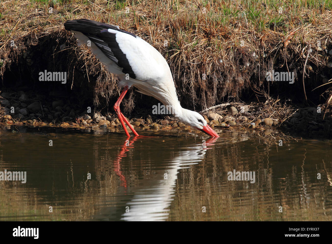 White stork drinks water hi-res stock photography and images - Alamy