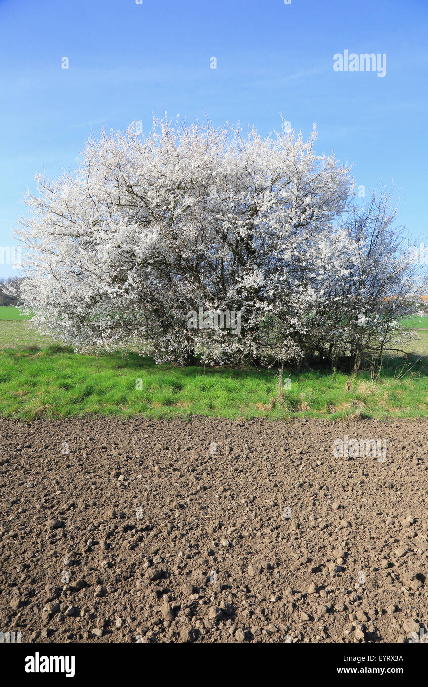 Blossom plant whitethorn hi-res stock photography and images - Alamy