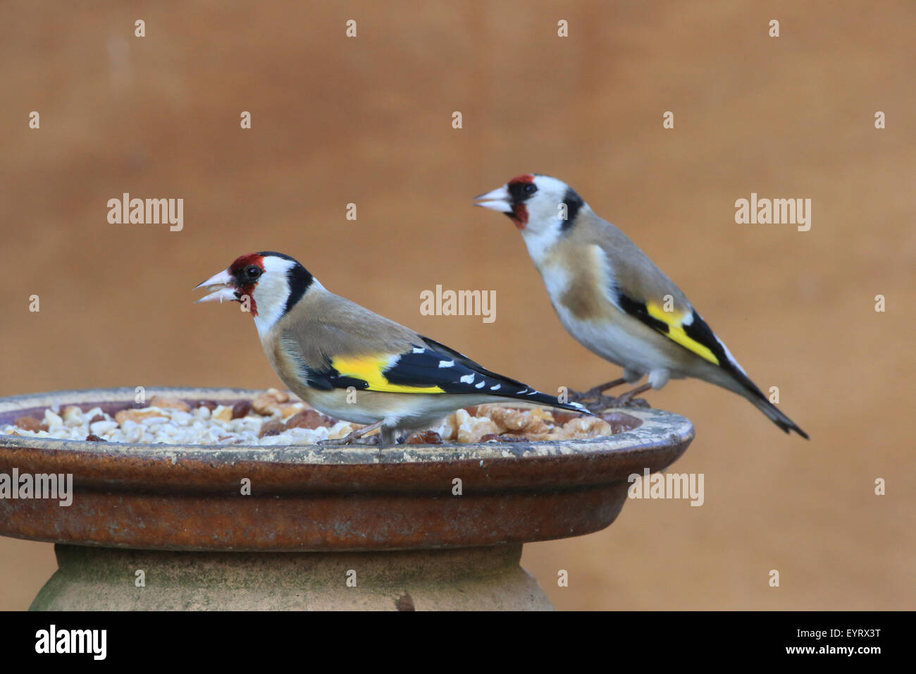 Goldfinch, goldfinch, Carduelis carduelis Stock Photo - Alamy