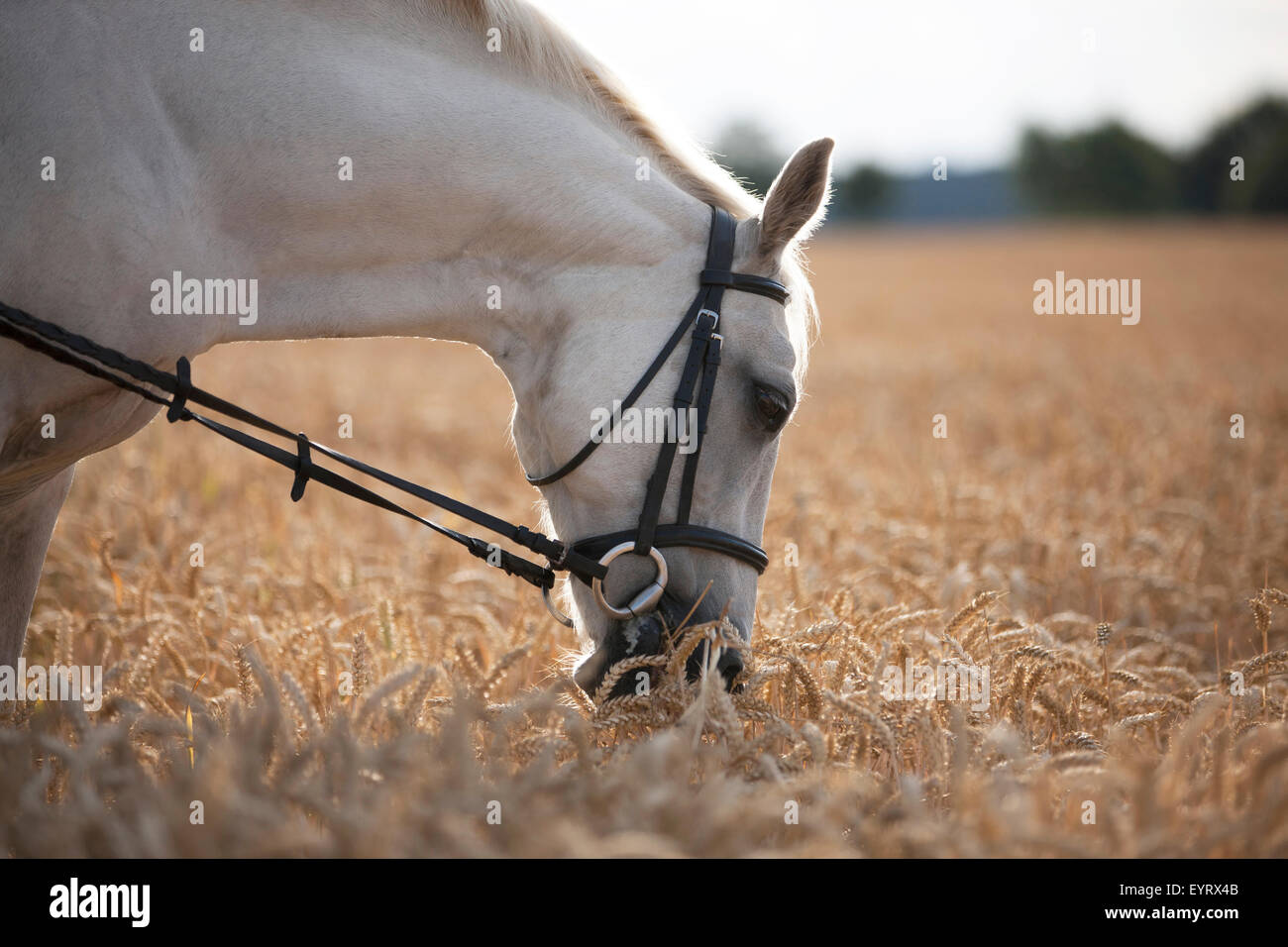A grey Connemara horse standing in a wheat field eating Stock Photo - Alamy