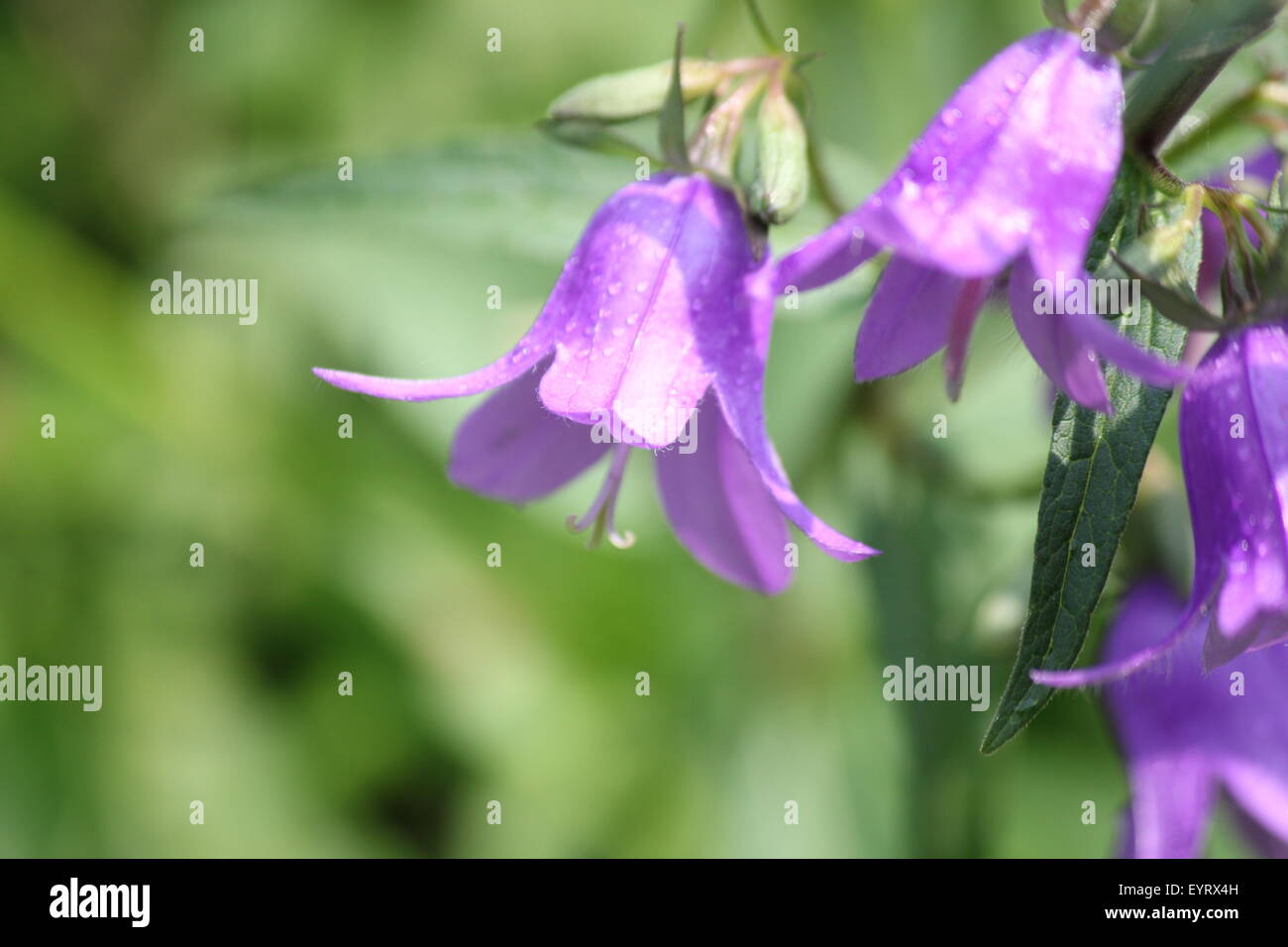 Creeping Bellflower (Campanula rapunculoides), pretty purple-violet ...