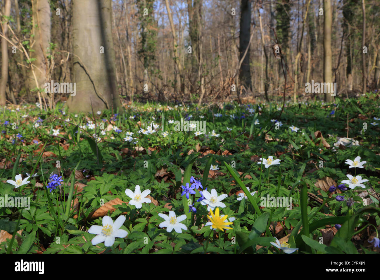 Wetlands (natural meadowlands) with flowers in spring Stock Photo - Alamy