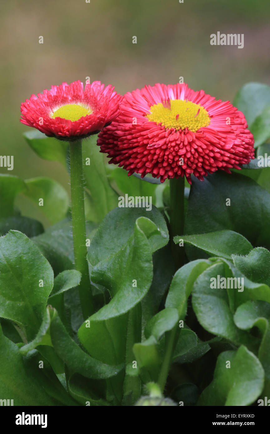 Daisies, Bellis perennis, red Stock Photo - Alamy