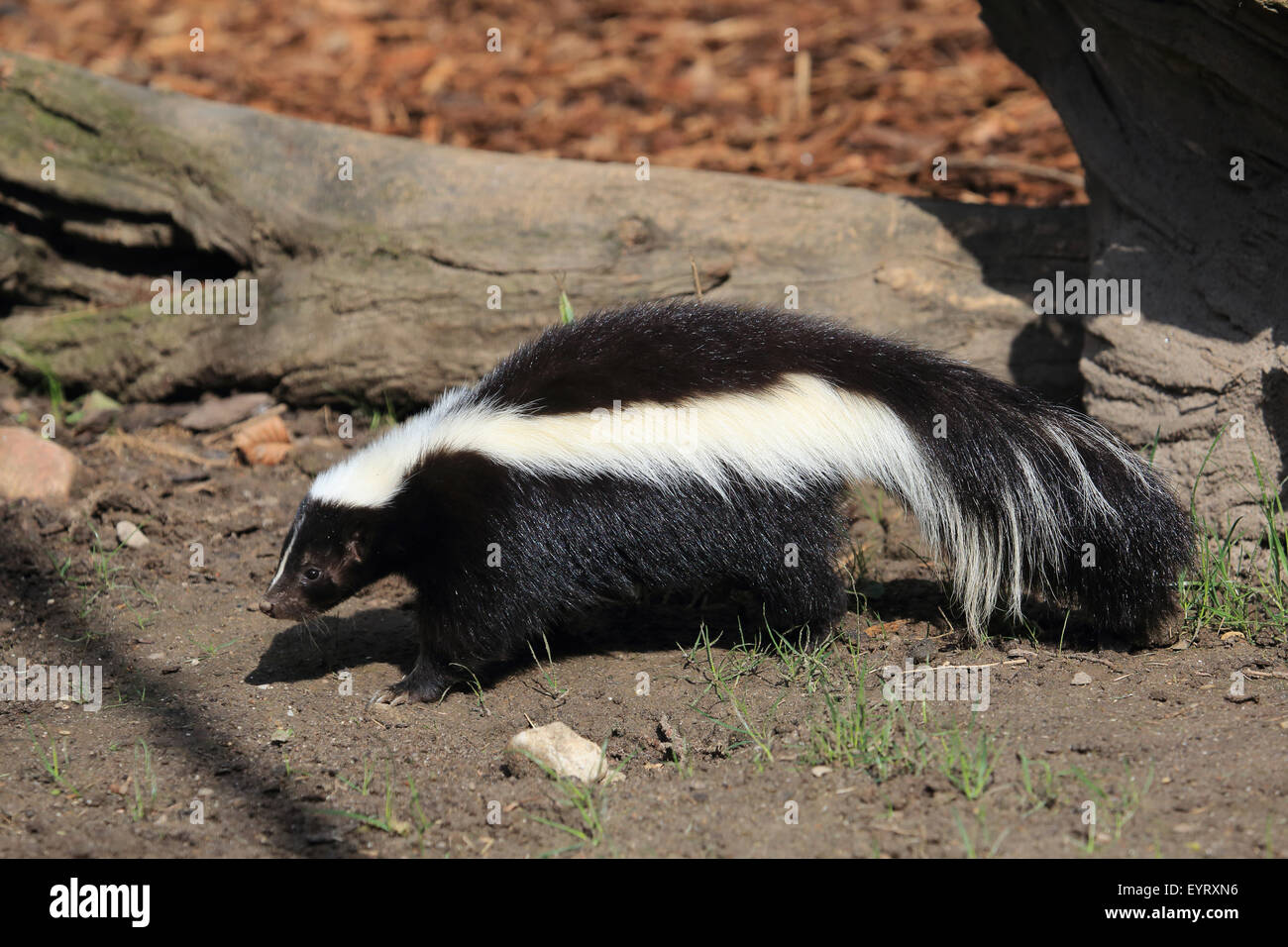 Striped skunk, Mephitis mephitis Stock Photo - Alamy