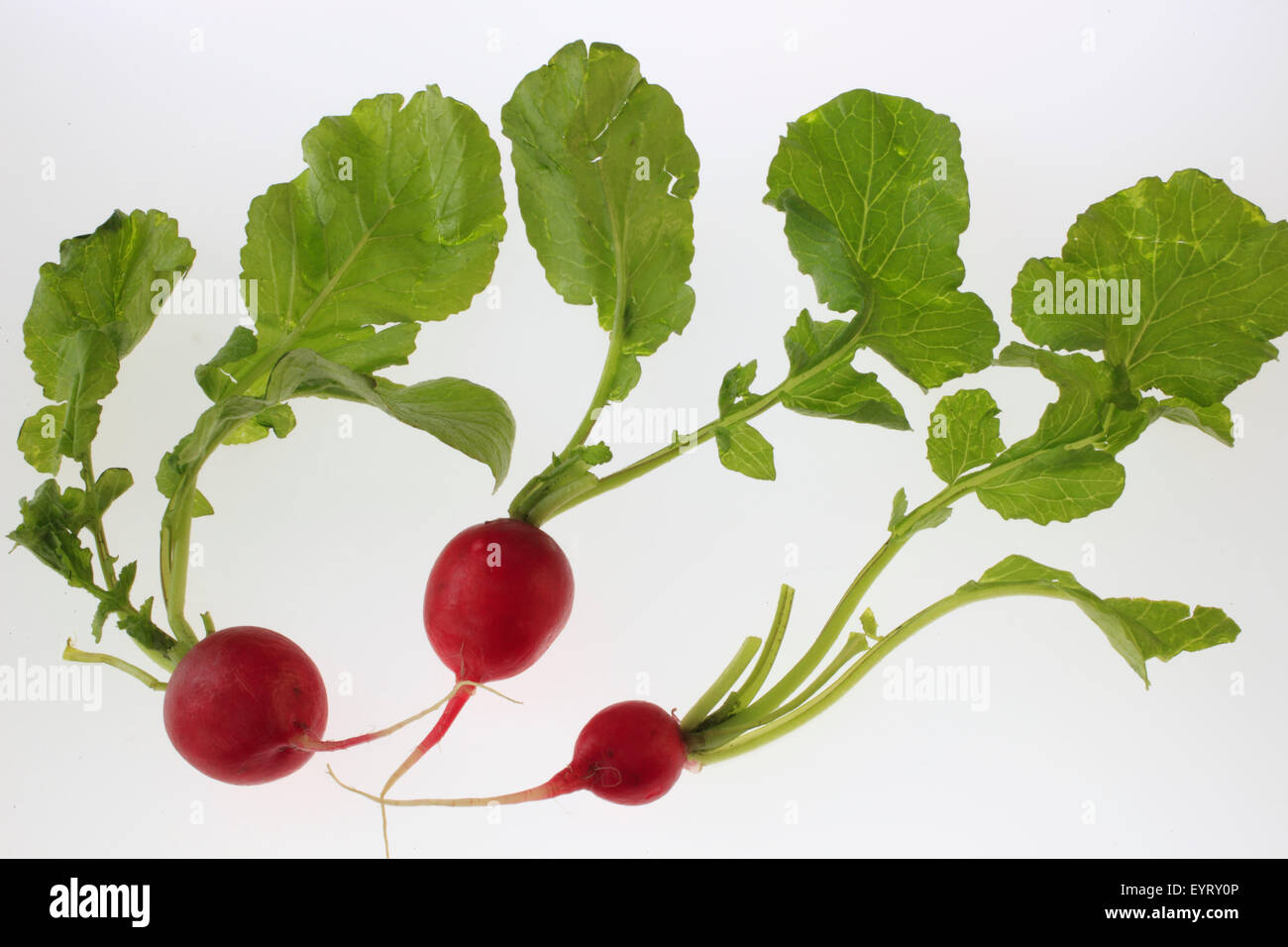 Radish radishes vegetable food hi-res stock photography and images - Alamy